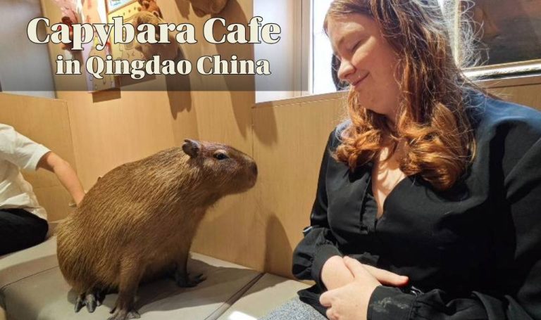 Capybara Cafe in Qingdao China - Wyld Family Travel